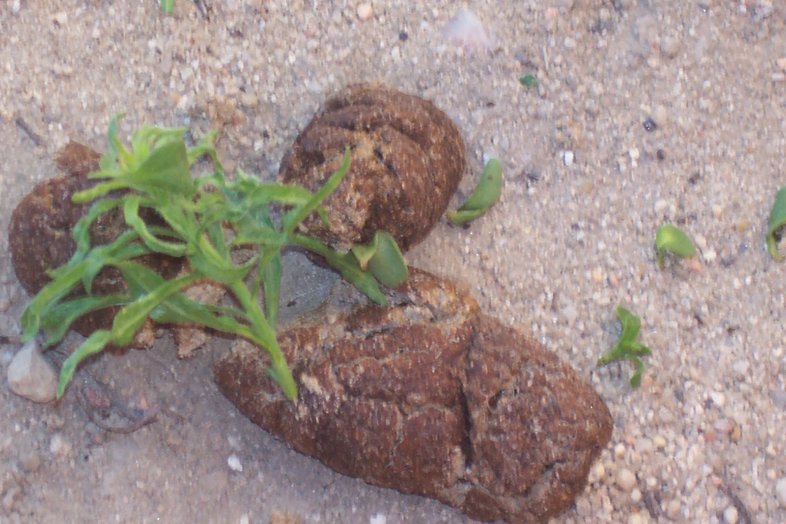 EL VELADOR VERSADO: "HISTORIA DE LA CACA"