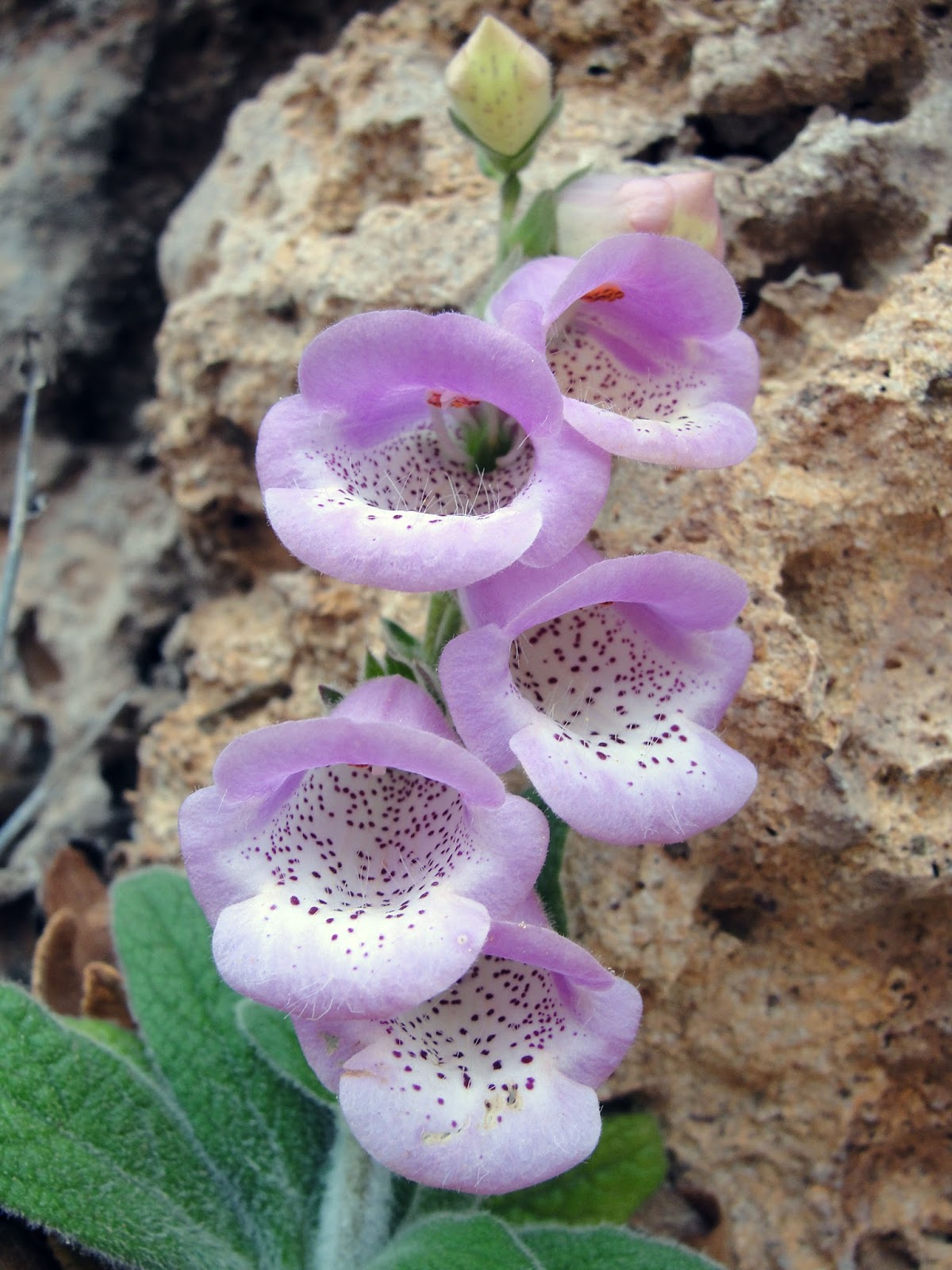imatges de menorca: PLANTES DE MENORCA: DIDALERA O HERBA DE SANTA MARIA ...