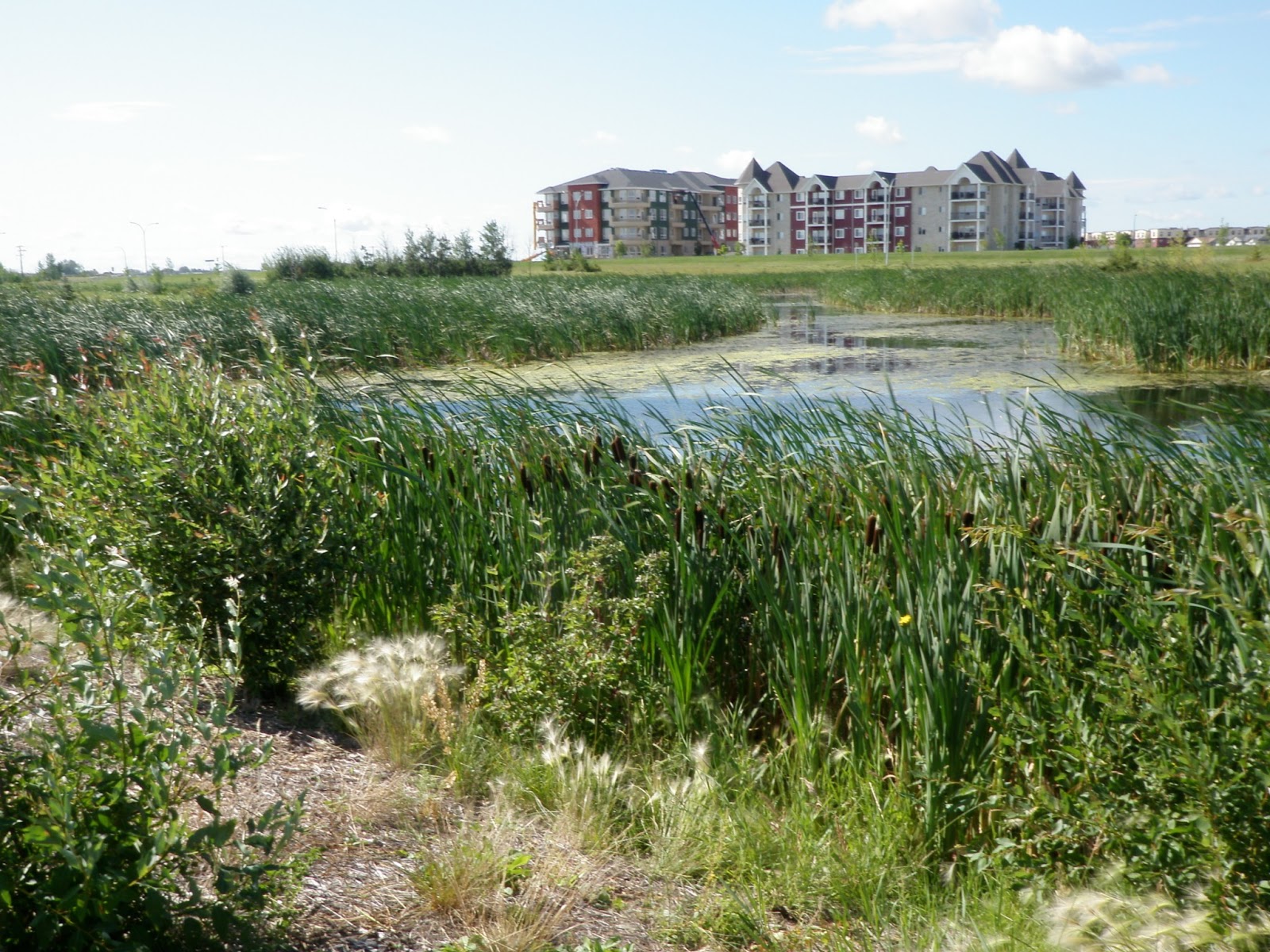 EcoFriendly Sask: Nature in our Backyard: Saskatoon's Naturalized Parks