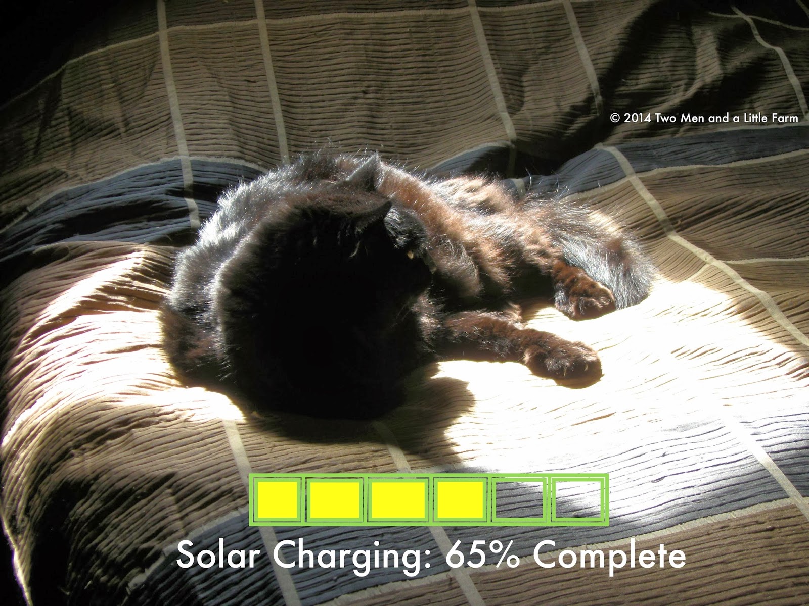 Two Men and a Little Farm: FUNNY FELINE FRIDAY