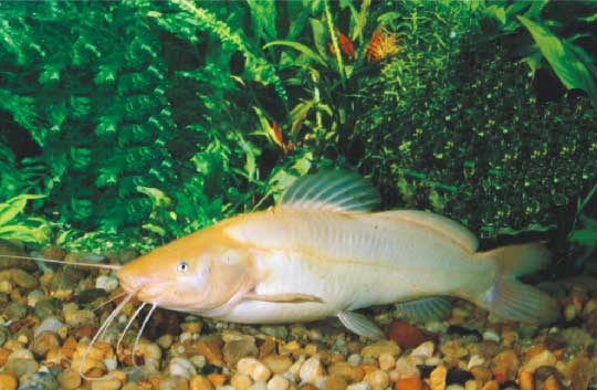 Mania de Aquário: Jundiá (Rhamdia sp.)