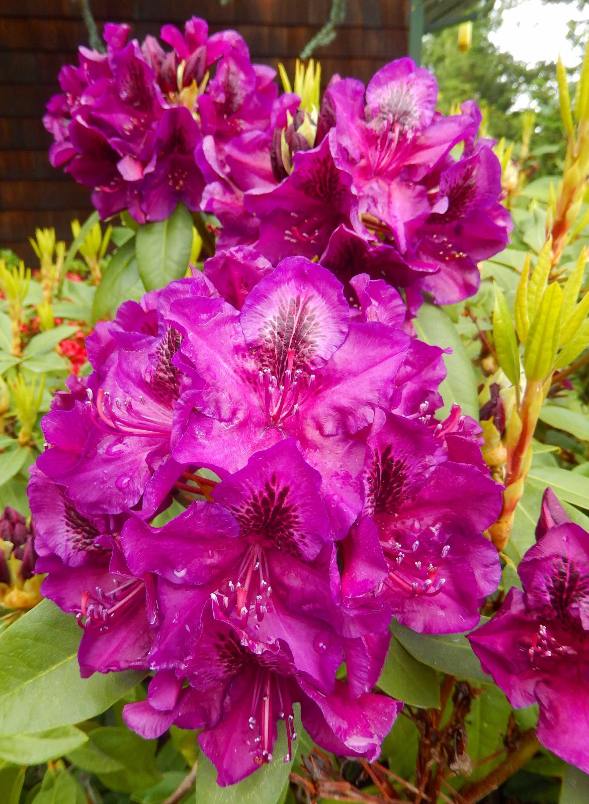 Cat Patches: Four Down