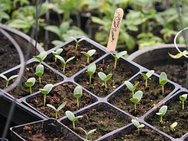 Semillero casero para hortalizas, plantas y flores para tu huerto o jardín | El Nou Garden