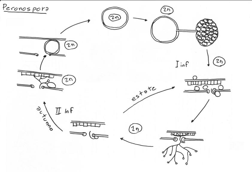 pensare divino: Peronospora della vite