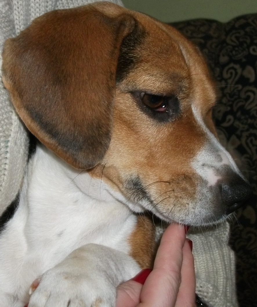 Adote, Não Compre!: ADOTADA EM 14/9/2011!!! Bella beagle para adoção em ...