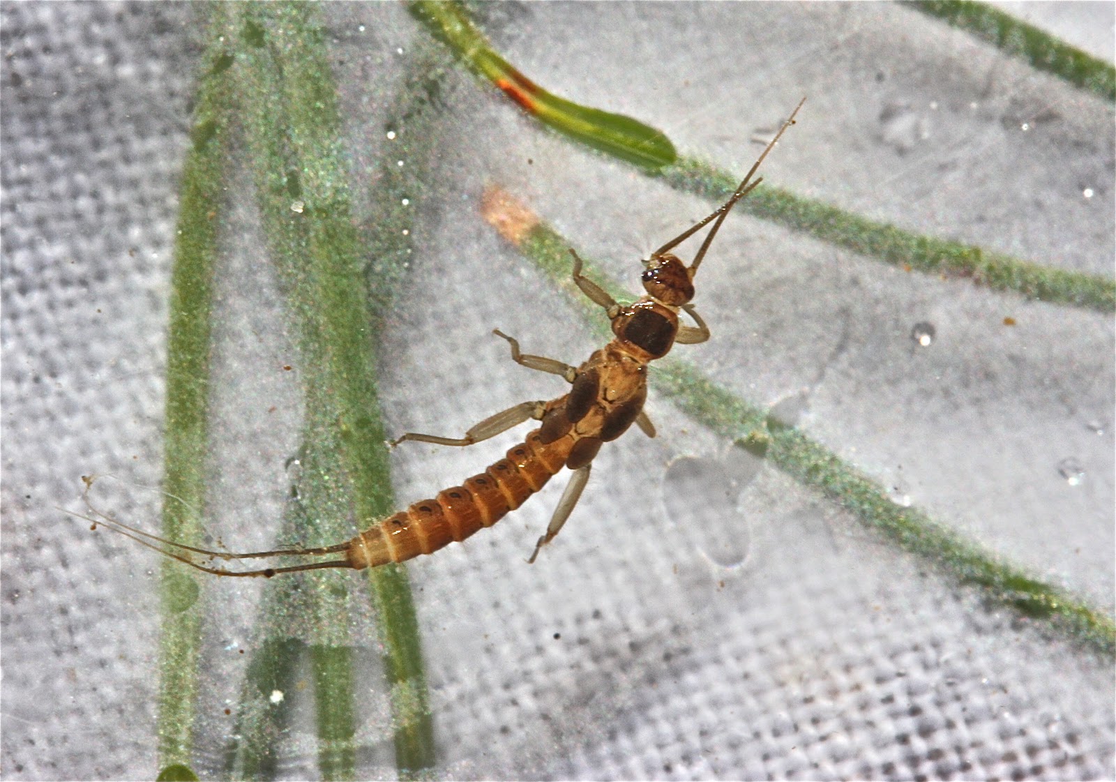 Aquatic Insects of Central Virginia: New Stream: New Genus of Small ...