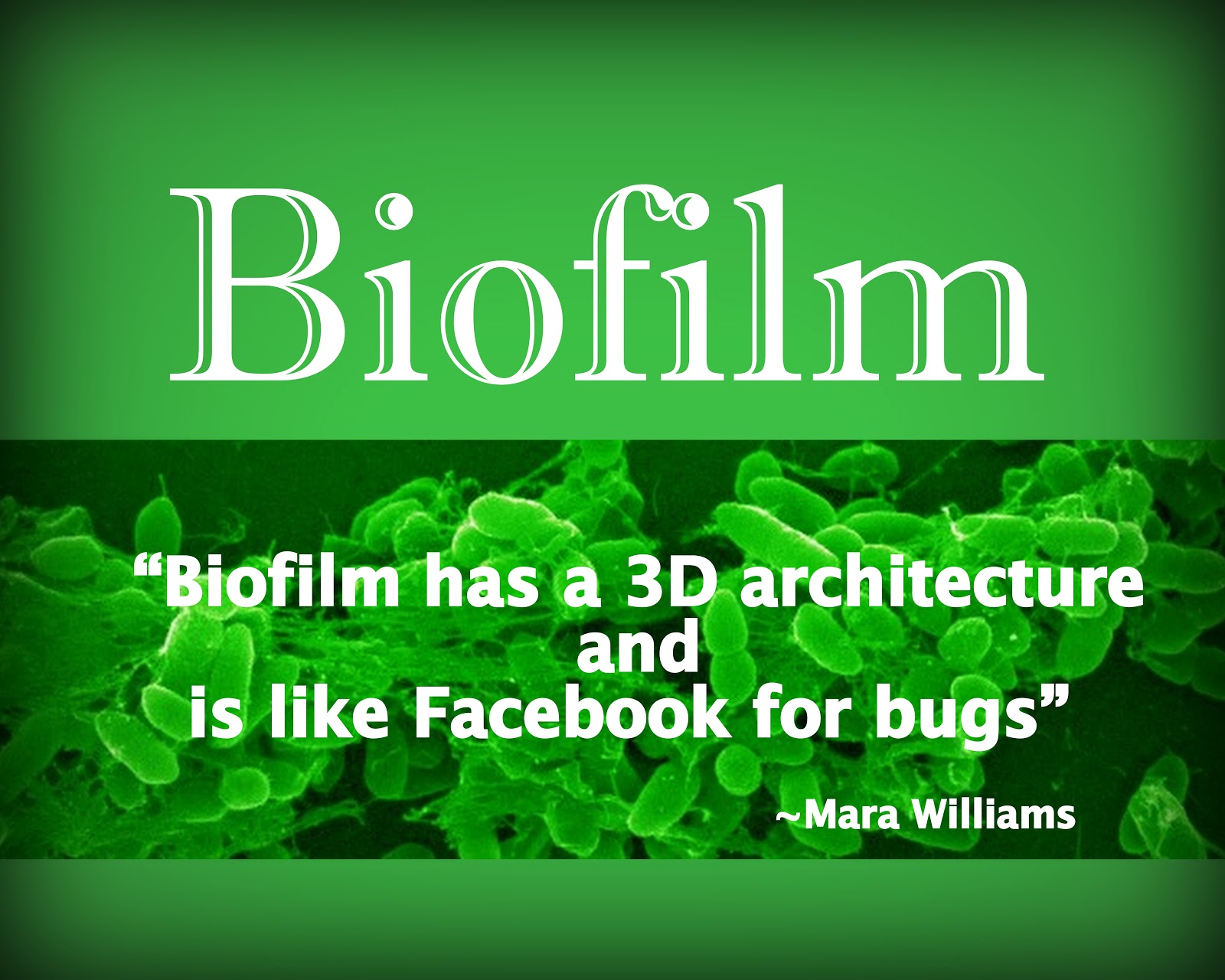 Voyaging Lyme: Biofilm