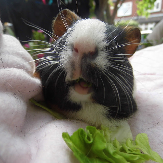 a sulky cat: Is it me you're looking for?