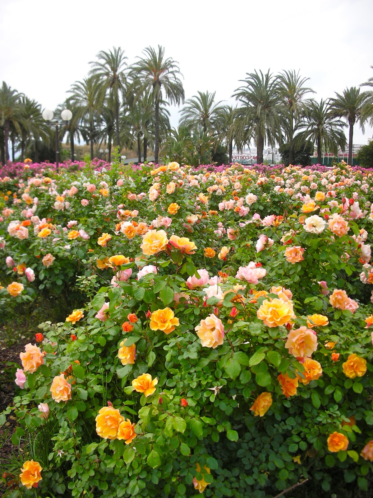 La Côte d'Azur: LES COLLINES DE CANNES