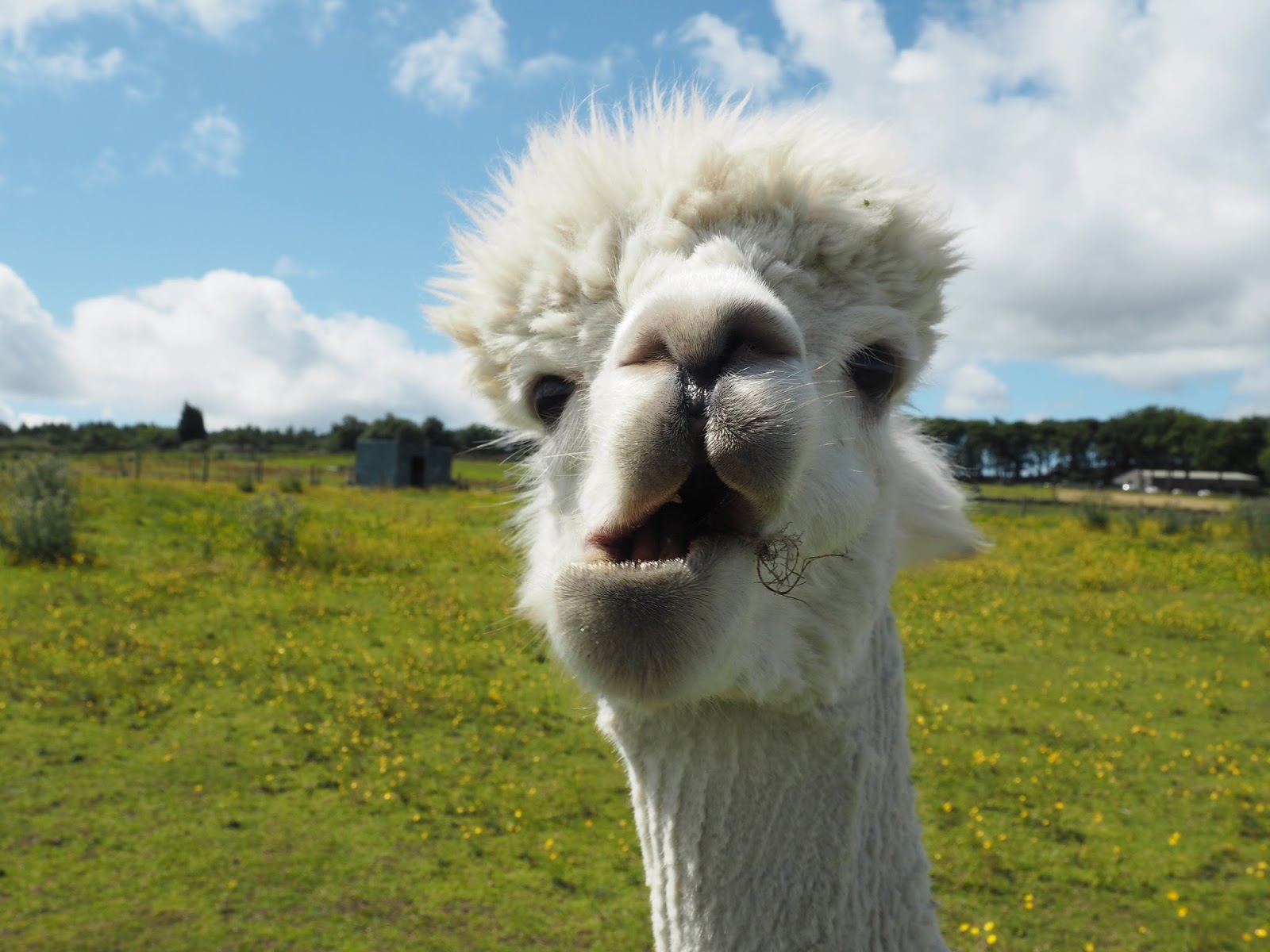 Mayfield Alpaca Farm. | Wild Flowers | Bloglovin’
