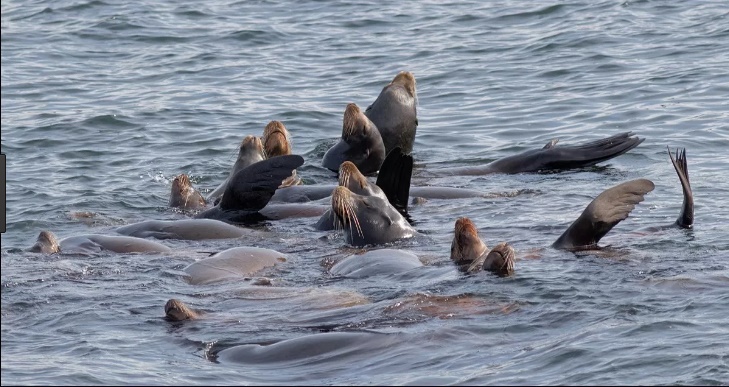 Protect Our Shoreline News: Source of Norovirus in Puget Sound ...