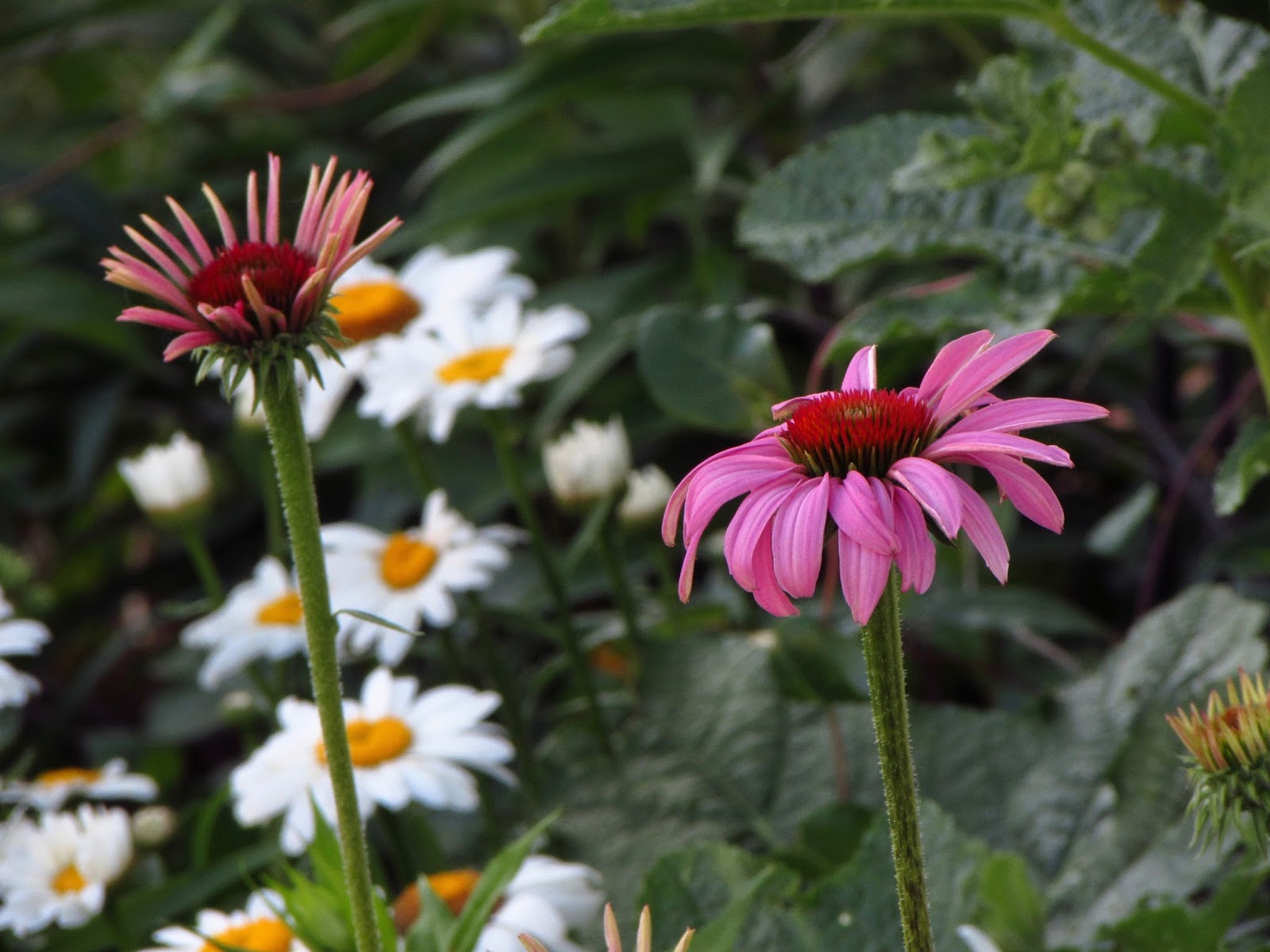 Life In Robin's Nest: June Blooms