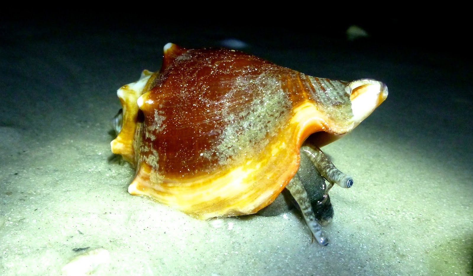 Shelllady: Negative Low Tide Part 2