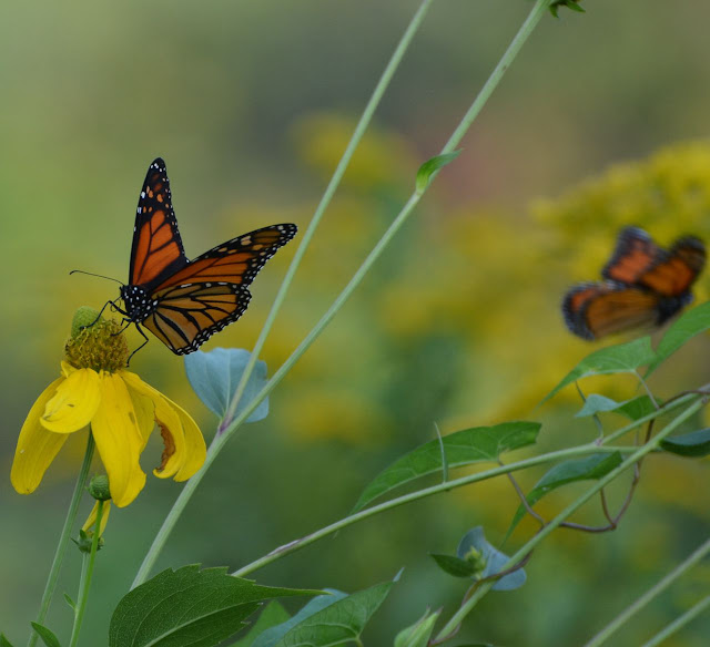 September Garden Walkabout Blooms of Monarchs - Flower Hill Farm Retreat