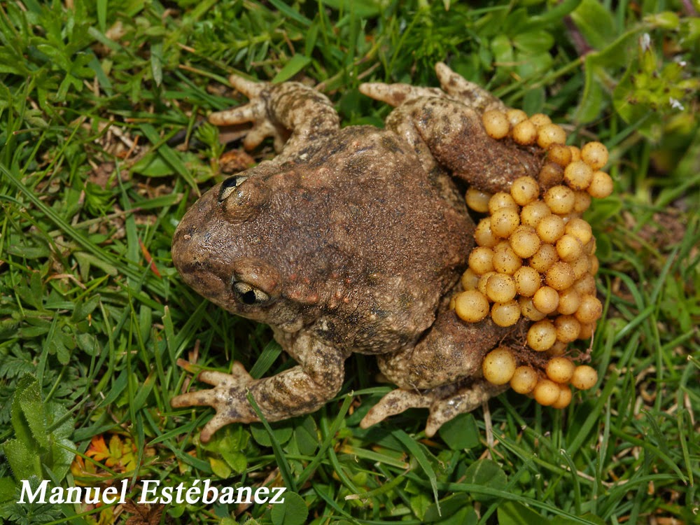 Miradas Cantábricas: Sapo partero común (Alytes obstetricans) II