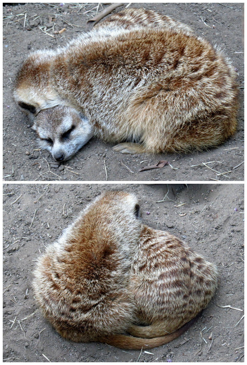 Life with Dylan: A little Meerkat cuteness - Hakuna and Matata