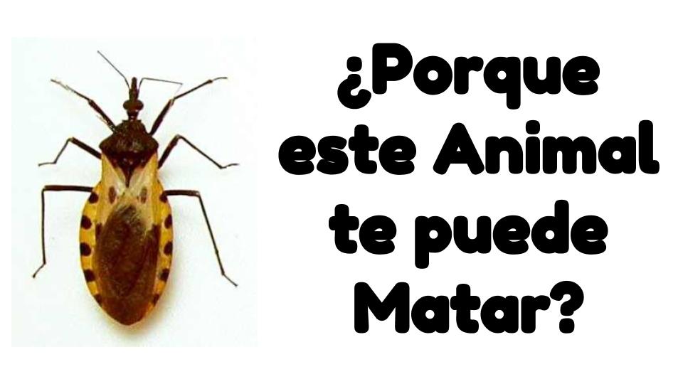Chismes y Tendencias: El Insecto Asesino