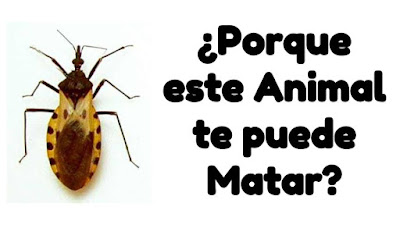 Chismes y Tendencias: El Insecto Asesino