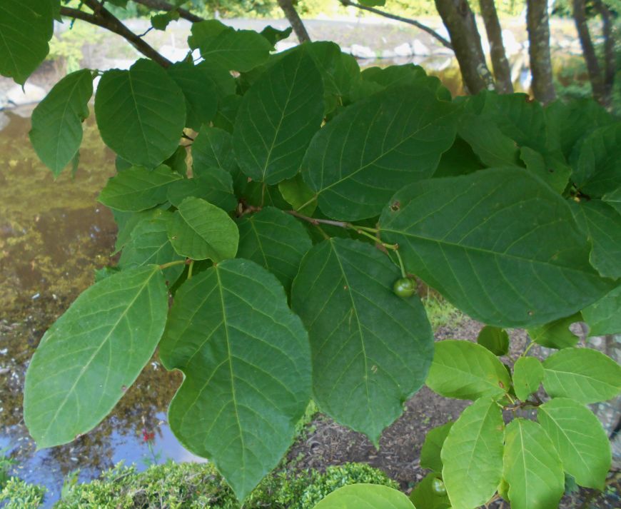 Future Plants by Randy Stewart: Tallow Tree