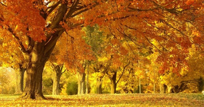 Hutan Musim/Hutan Peluruh