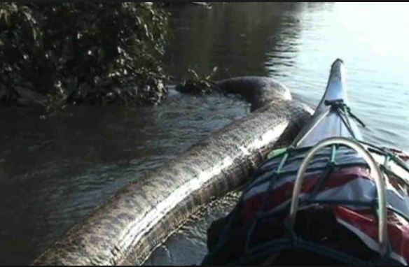 Ular Raksasa di Sungai - Terpopuler Indonesia