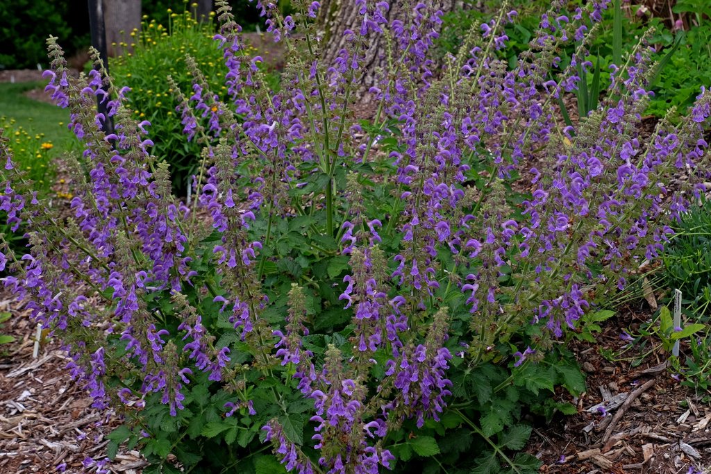 Seminte si plante de gradina hobby: Salvia Miltiorrhiza-Red Sage