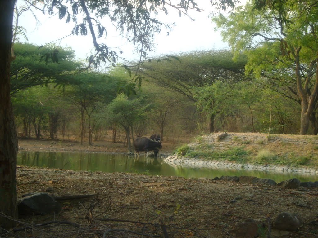 Tamilnadu Tourism: Sathyamangalam Wildlife Sanctuary and Tiger Reserve