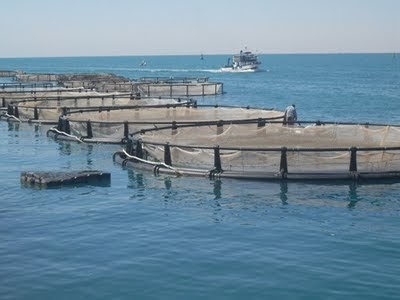 ΣΑΛΑΜΙΝΑ ΌΛΑ ΣΤΟ ΦΩΣ : ΚΟΣΜΟΣ 17.08.20013 Αποτέλεσμα εικόνας για ...
