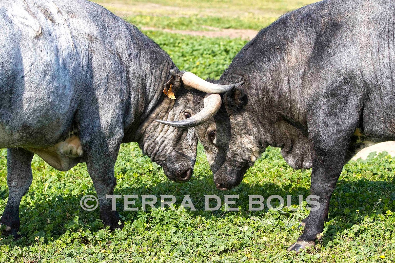 Y LOS TOROS GUAPOS VUELVEN A LAS VENTAS
