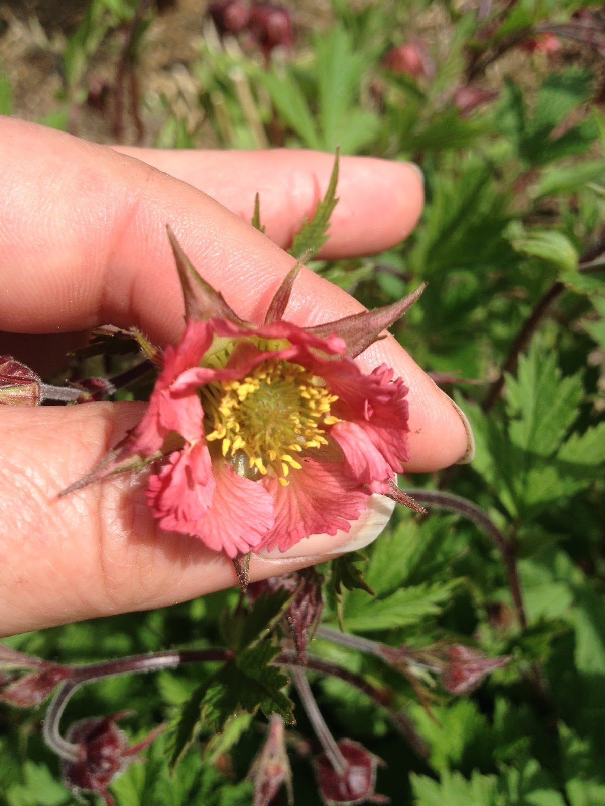 Blomstertøsens Have: Geum