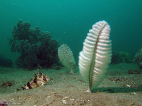 Real Monstrosities: Sea Pen