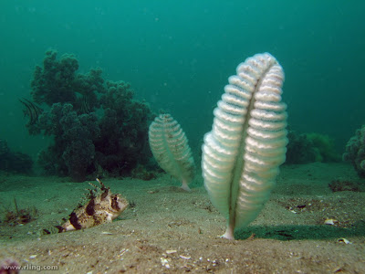 Real Monstrosities: Sea Pen
