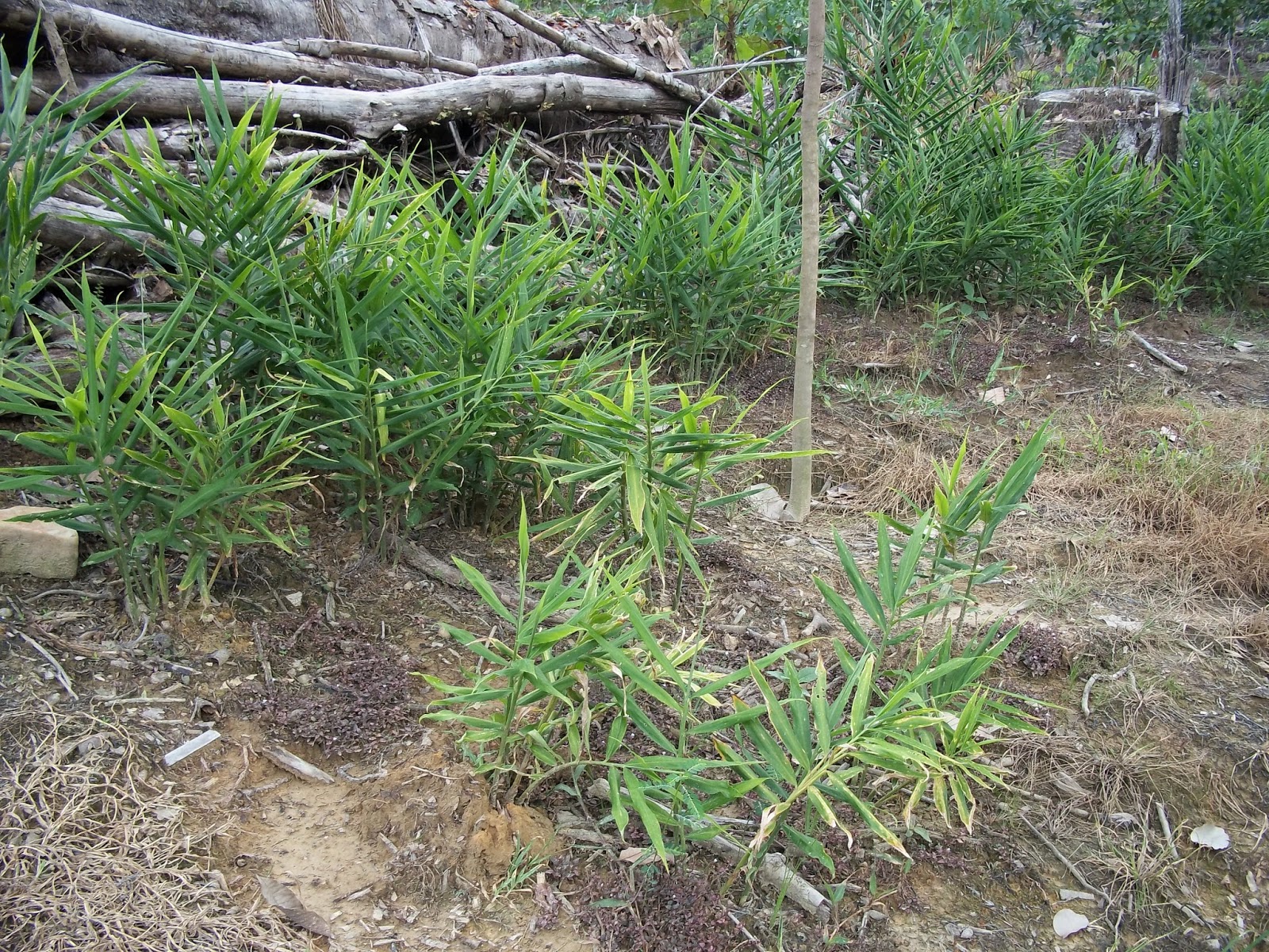 Tanaman Halia: Mari mulakan tanaman halia