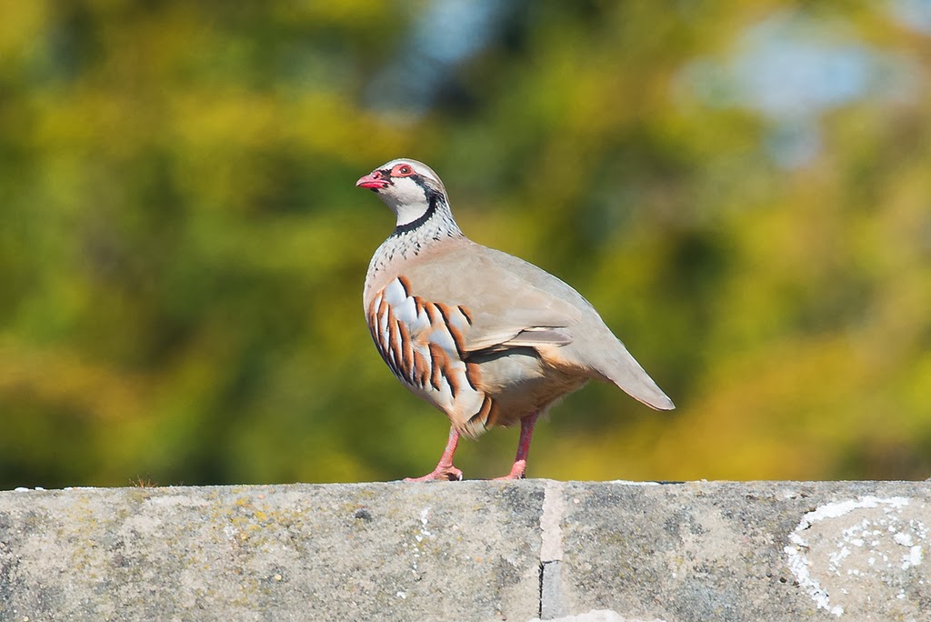 Species of UK: Week 33: Grey Partridge (‘Perdix perdix’)