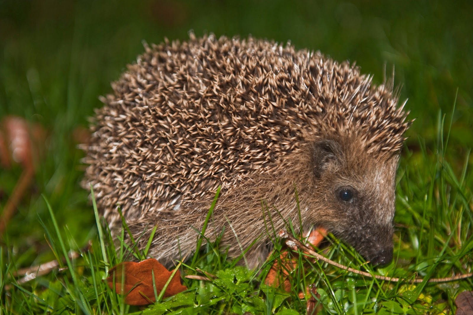 Animales Raros: El Erizo común