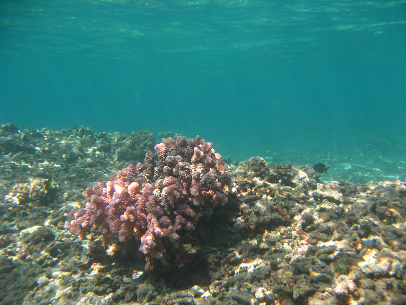 Lagons de la Réunion et ses poissons tropicaux