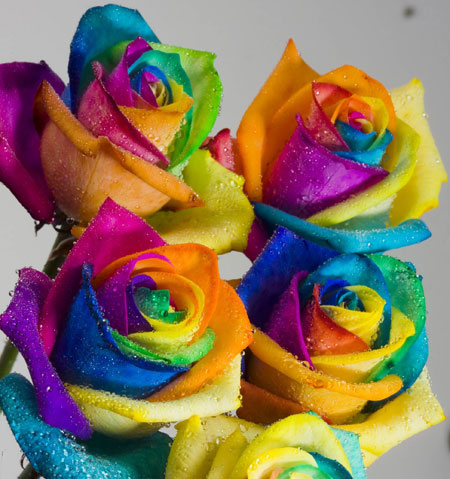 COLORS OF ROSES: MIXED COLOUR ROSES(RAINBOW ROSES)