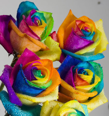 COLORS OF ROSES