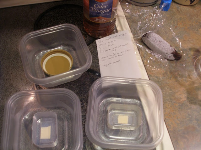 Thy Hand Hath Provided: Small Hive Beetles & A Homemade Trap