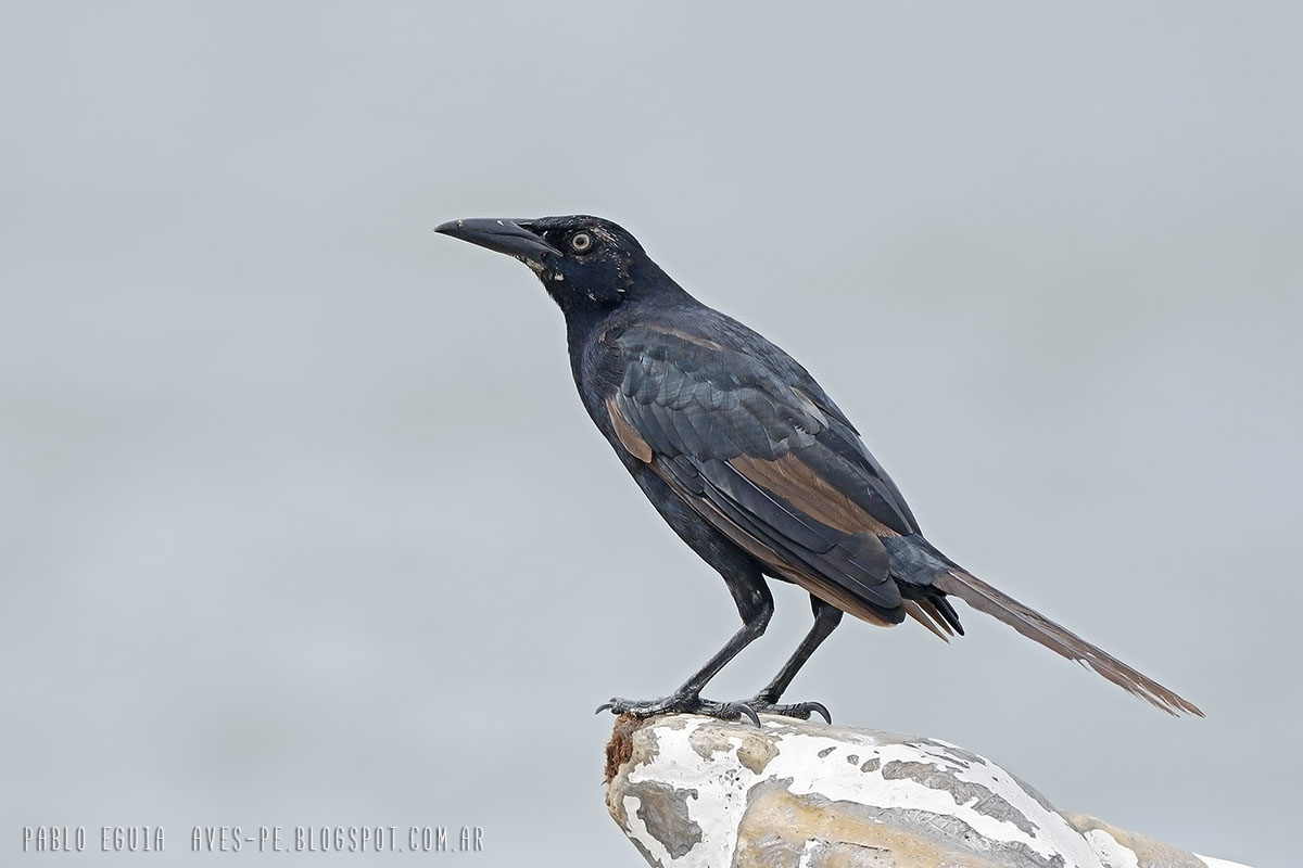 mis fotos de aves: Quiscalus mexicanus Zanate Mexicano Great-tailed Grackle