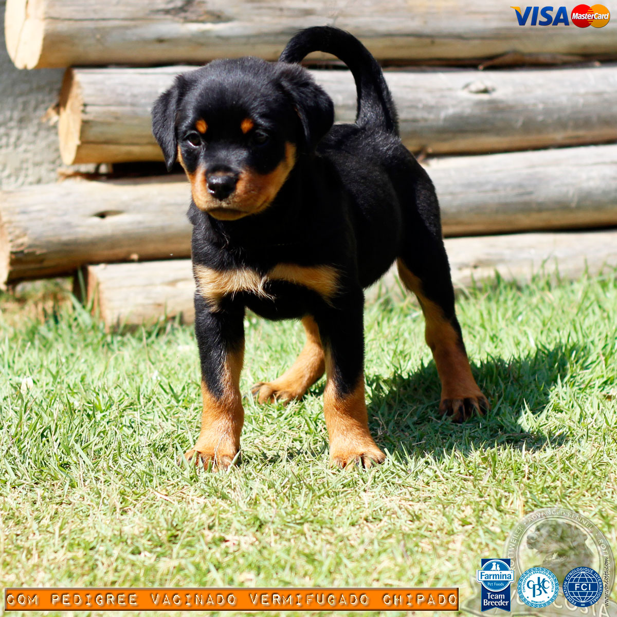 Filhote de Rottweiler
