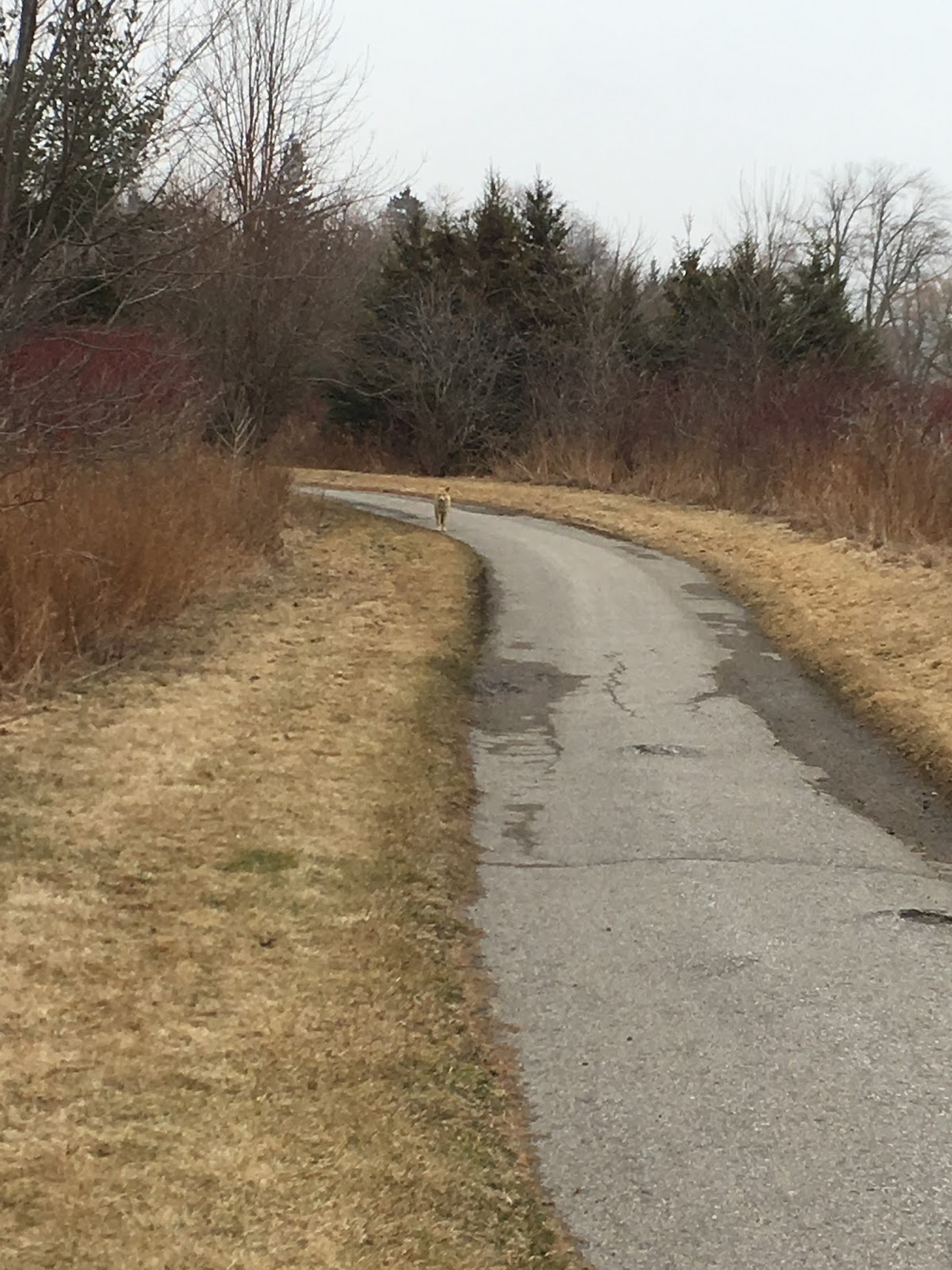 September Violets: Along the Waterfront Trail, Whitby
