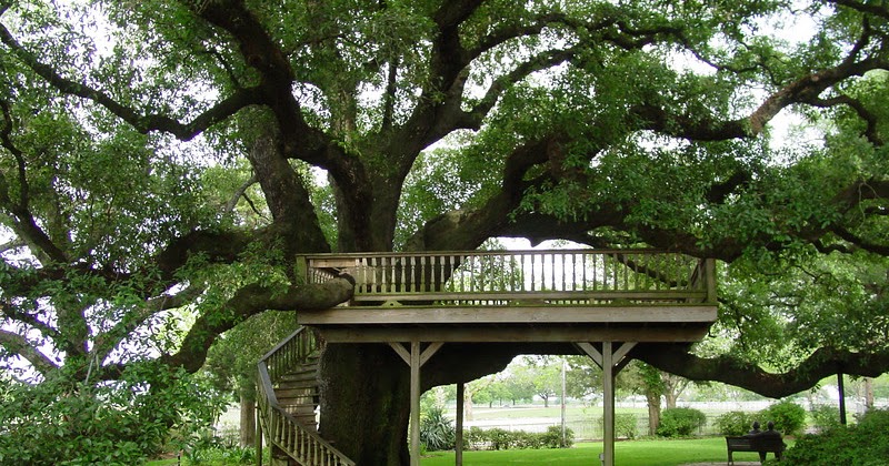 Two Men and a Little Farm: TREE PLATFORM, INSPIRATION THURSDAY