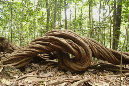 Travel Srilanka - The Wonder of Asia