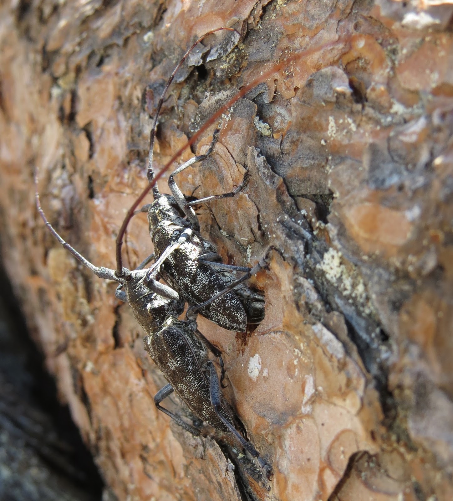 Bug Eric: Mate Guarding and Oviposition in the White-spotted Sawyer ...