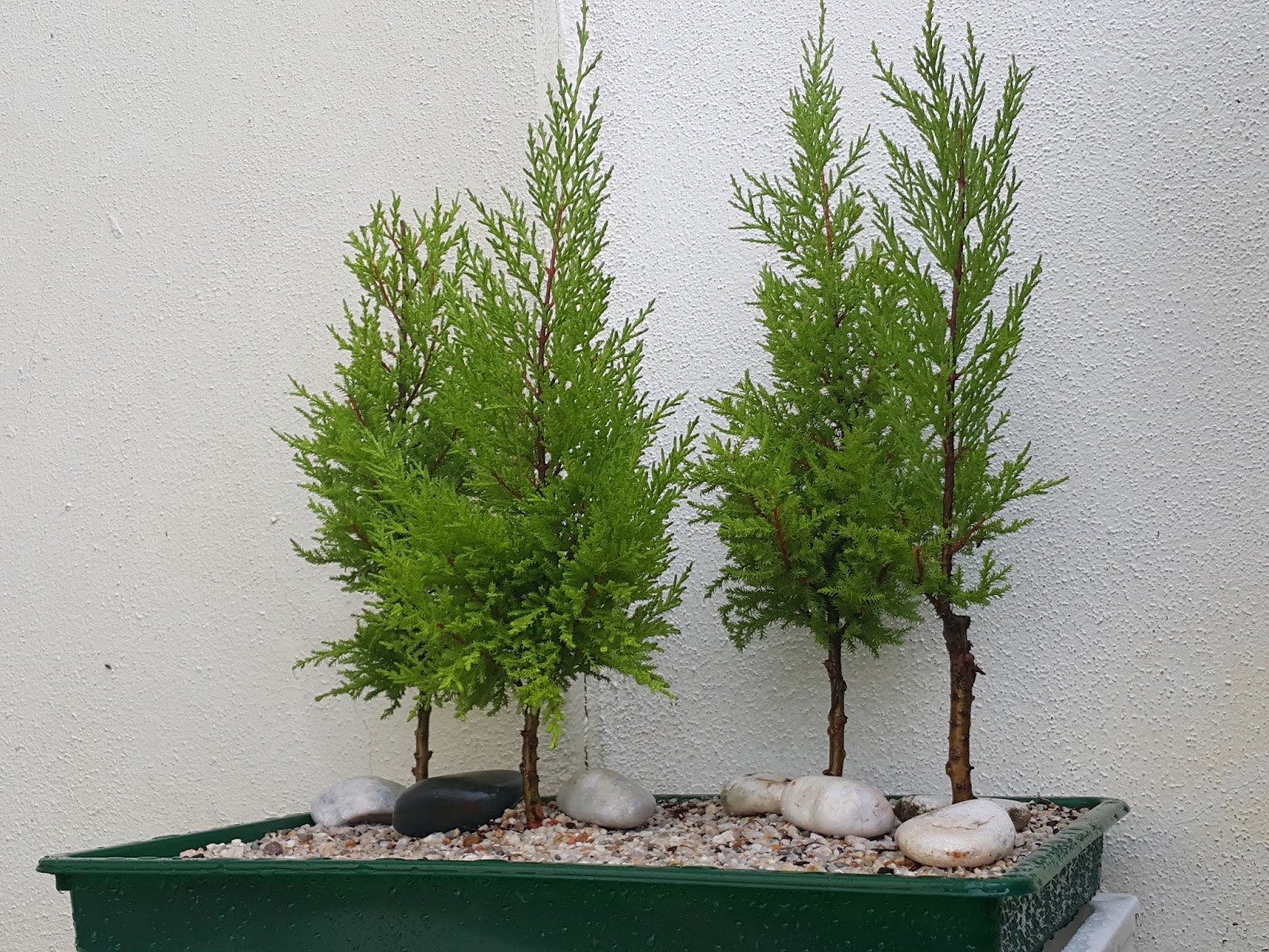 blog of amir rofie: Bonsai: Pine Forest (Aug 2017)