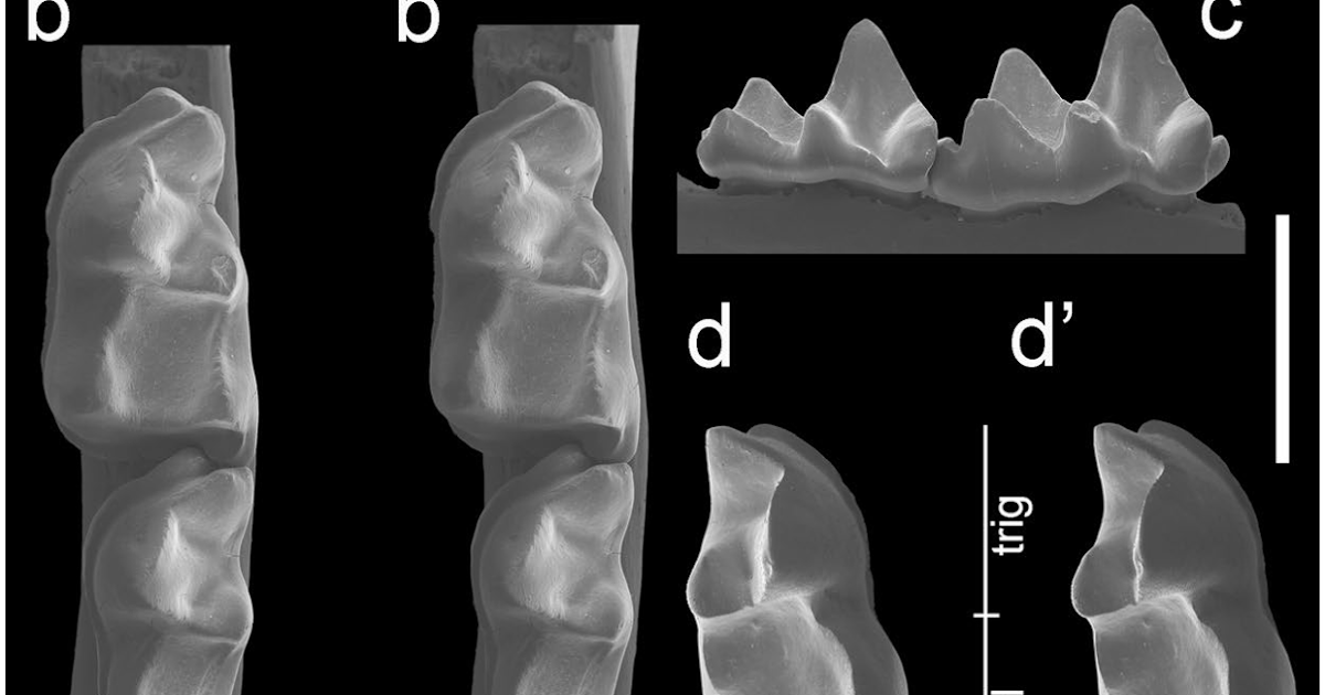 Sciency Thoughts: Vulcanops jennyworthyae: A new species of Burrowing ...