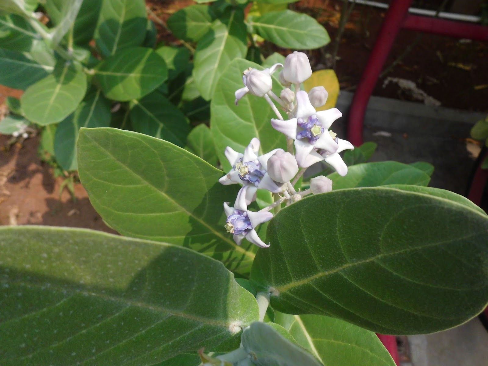 Widuri (Calotropis Gigantea Crown Tree)