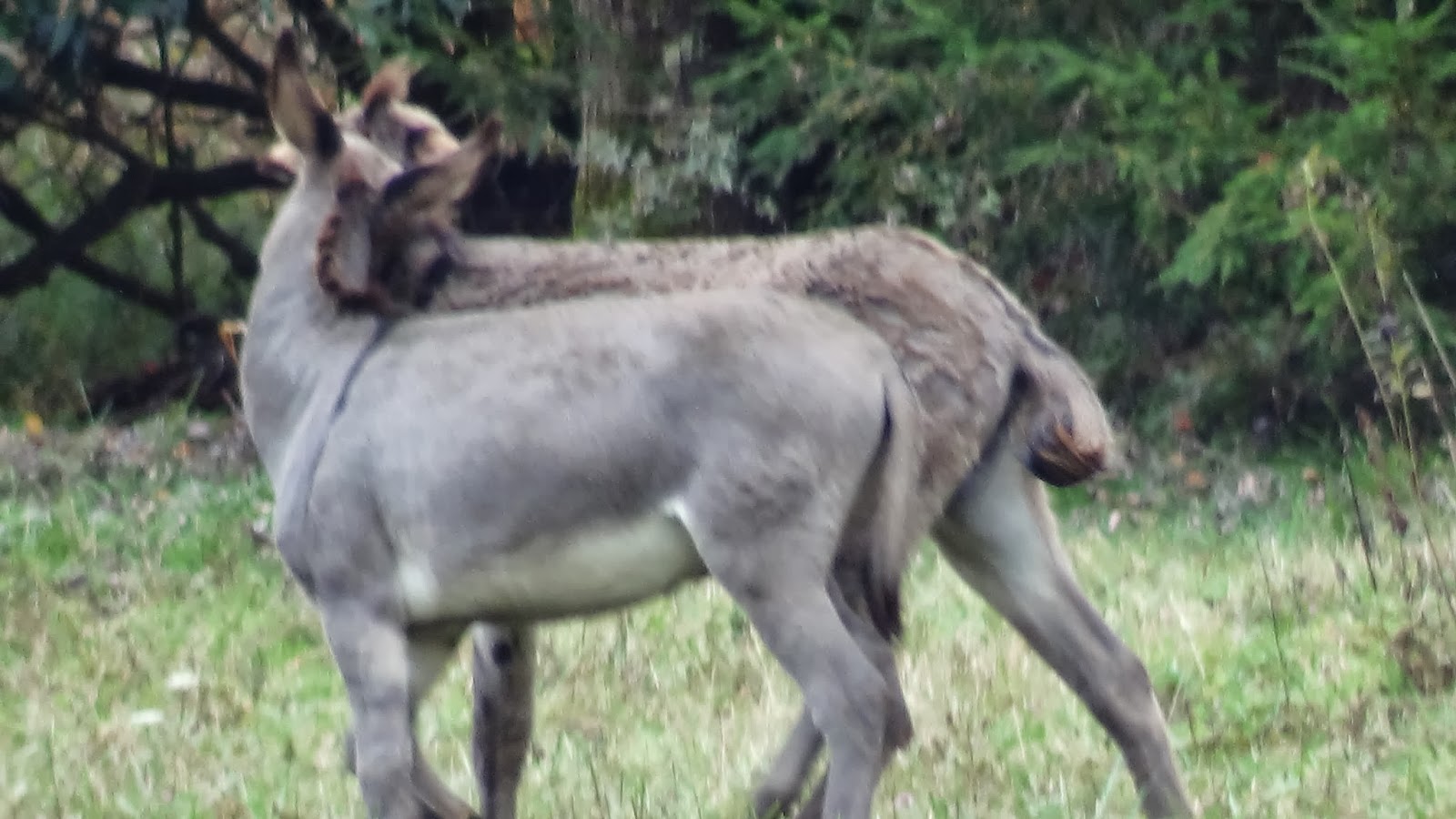 WATERFALL ROAD: THE DAY THE PETTING ZOO TURNED PRIMAL
