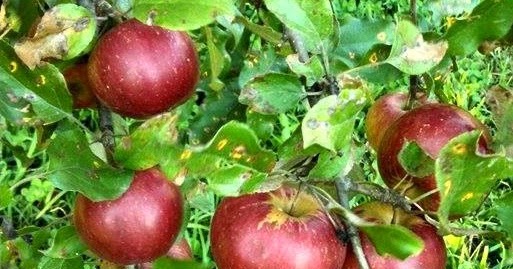 Alternative Roots Farm: Apples :: Sweet Sixteen
